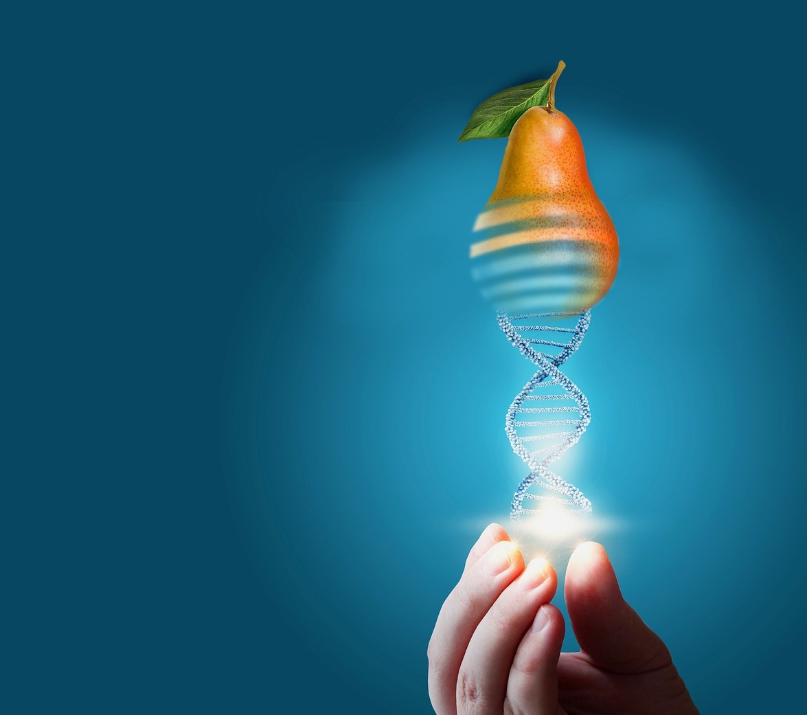 ALIMENTOS TRANSGÊNICOS: O QUE SÃO E QUAIS SEUS RISCOS » Conaq